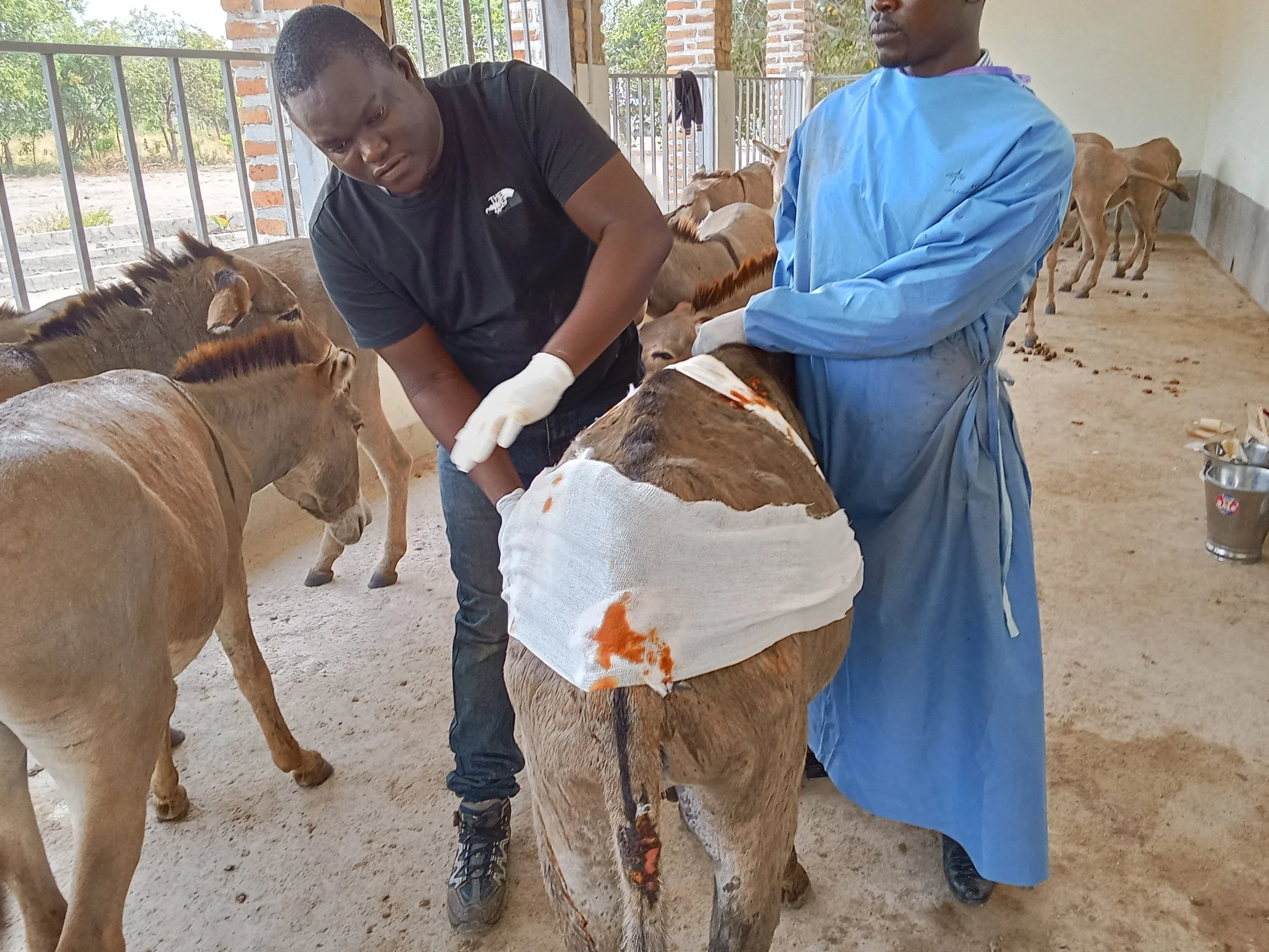 Irene the donkey saved from abuse and overworking — Animal Aid Abroad