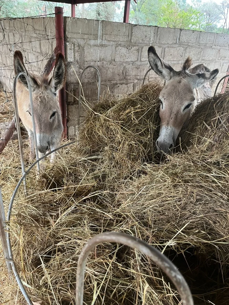 Rescue and rehousing of donkeys update - Zambezi Working Donkey Project ...