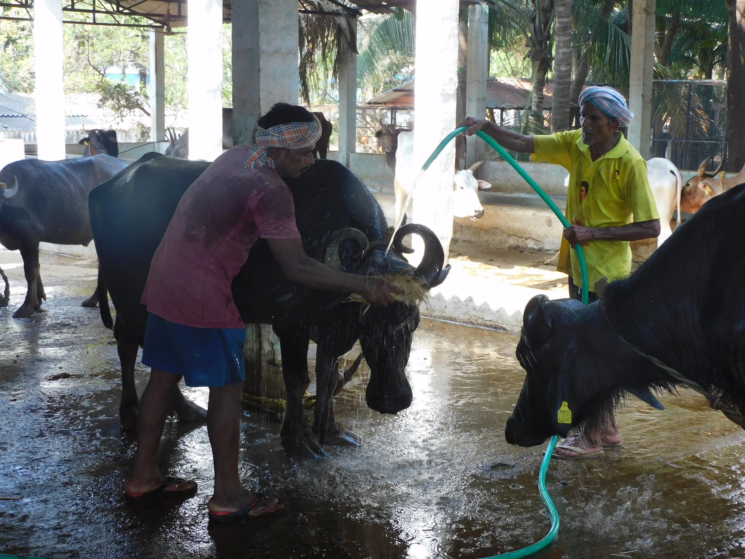 AAA starts helping rescued working water buffaloes for the first time ...