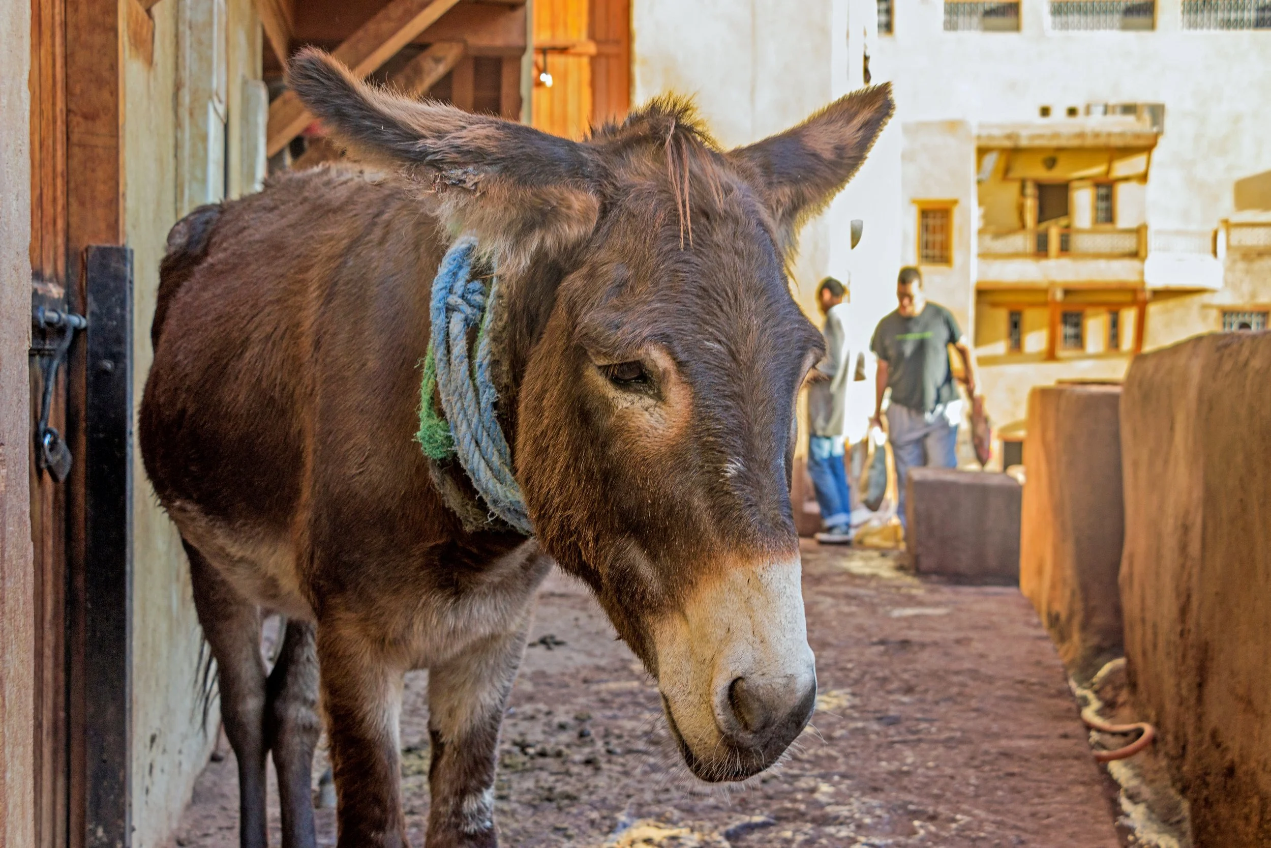 Let’s pay tribute to all donkeys ️ this World Donkey Day May 8 — Animal ...