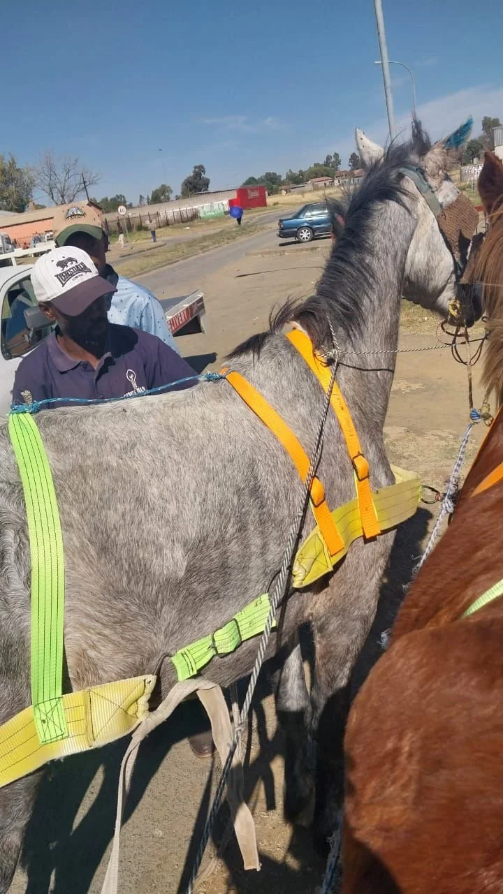 Project Partner Blindlove Care for Working Donkeys — Animal Aid Abroad