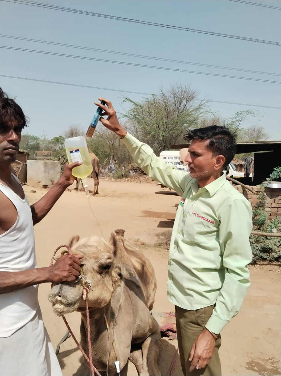 Camel Rescue Centre Success Stories: Treating Camels (and all animals ...