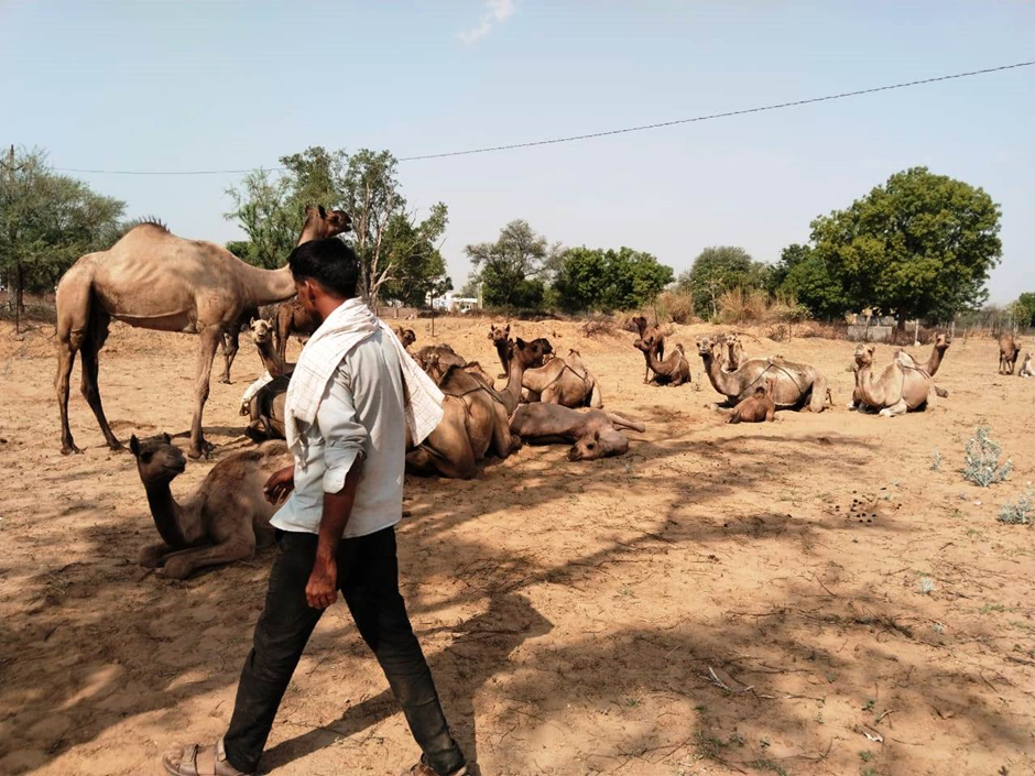 Camel Rescue Centre Success Stories: Treating Camels (and all animals ...