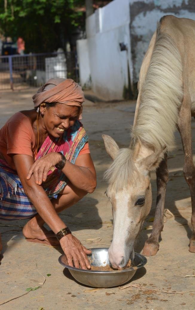 VSPCA Incredible Food Plan for Rescued Working Animals in India ...