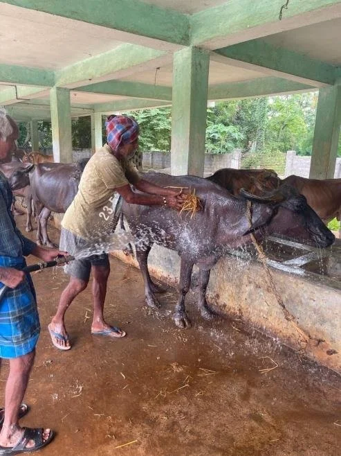 VSPCA Incredible Food Plan for Rescued Working Animals in India ...