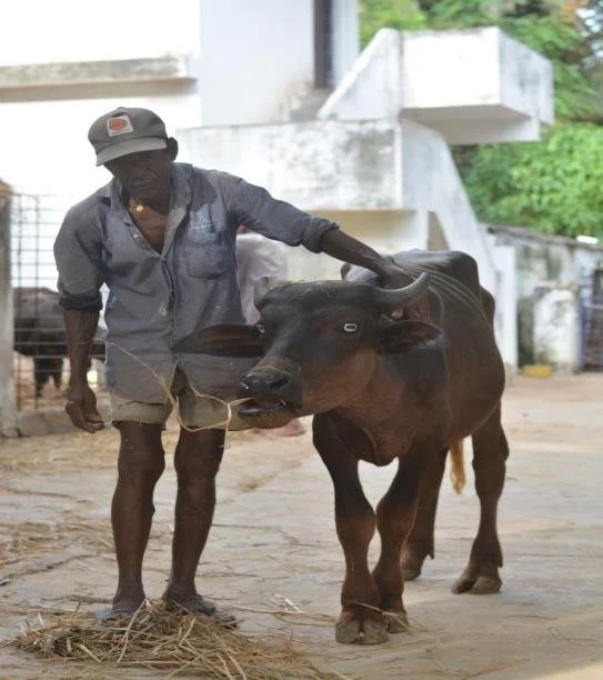 VSPCA Incredible Food Plan for Rescued Working Animals in India ...