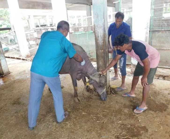 VSPCA Incredible Food Plan for Rescued Working Animals in India ...