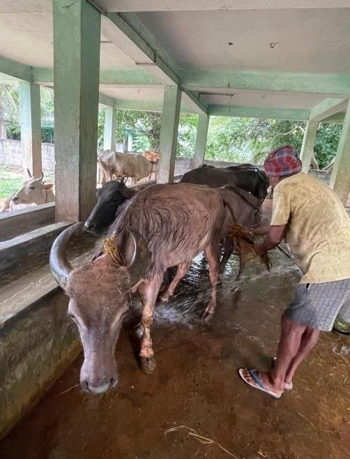 VSPCA Incredible Food Plan for Rescued Working Animals in India ...