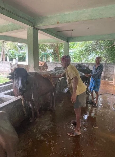 VSPCA Incredible Food Plan for Rescued Working Animals in India ...