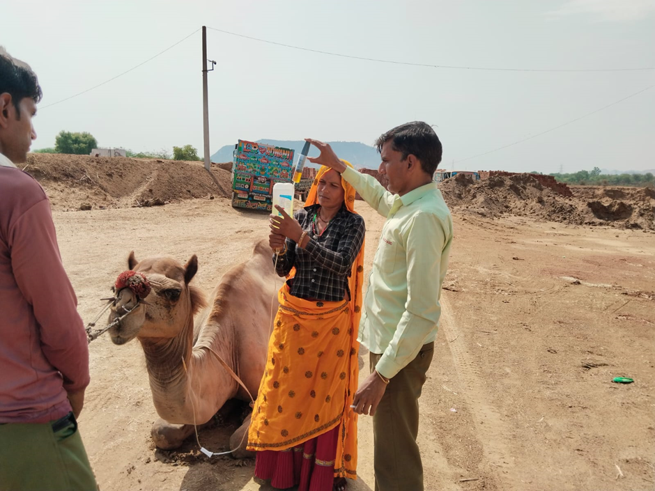 Incredible 963 Animals Helped in India — Animal Aid Abroad
