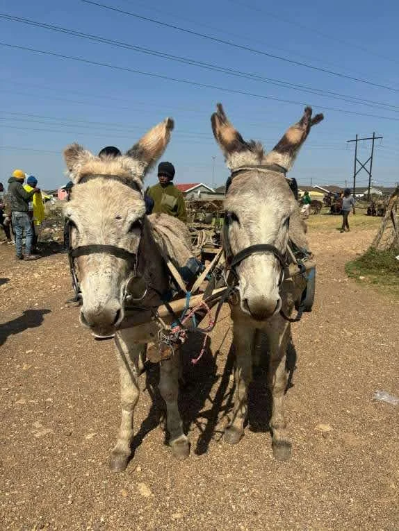 Blind Love Working Donkeys Aug Update - Bringing Compassion to a New ...
