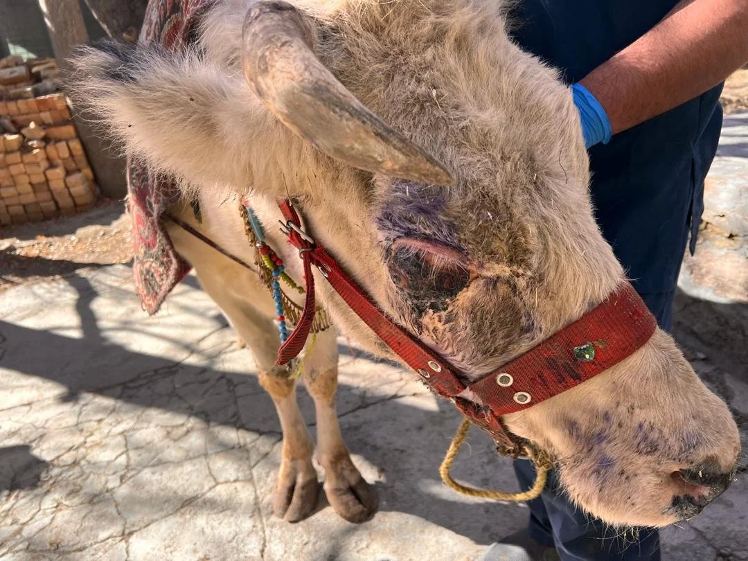 Meet Sunny: the Newest Rescued Donkey to Join Our Sponsorship Family ...
