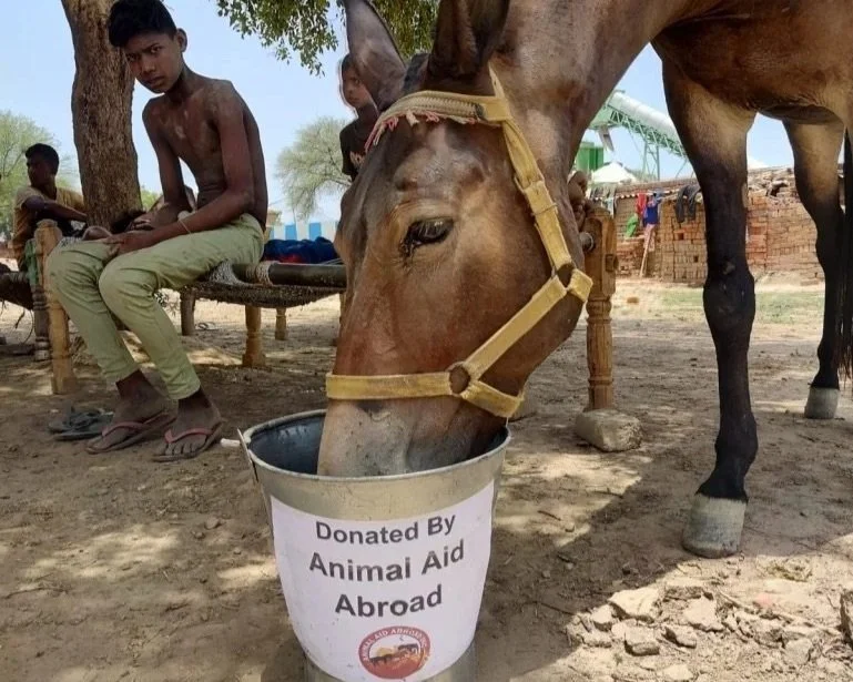 Animal Aid Abroad - Caring for the Working Animal Since 2007