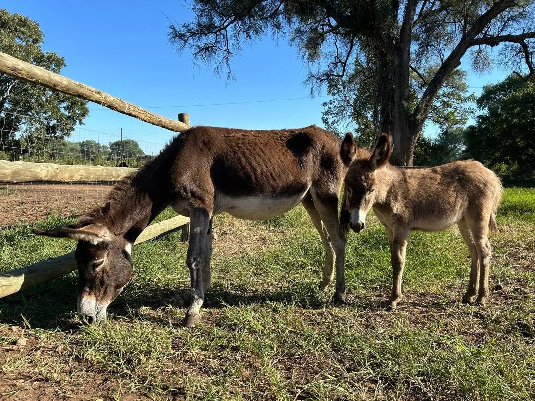 Zambezi Working Donkey Project Update - Balancing challenges for ...