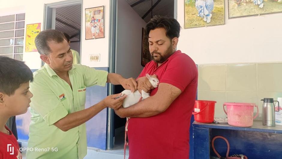 Incredible 963 Animals Helped in India — Animal Aid Abroad