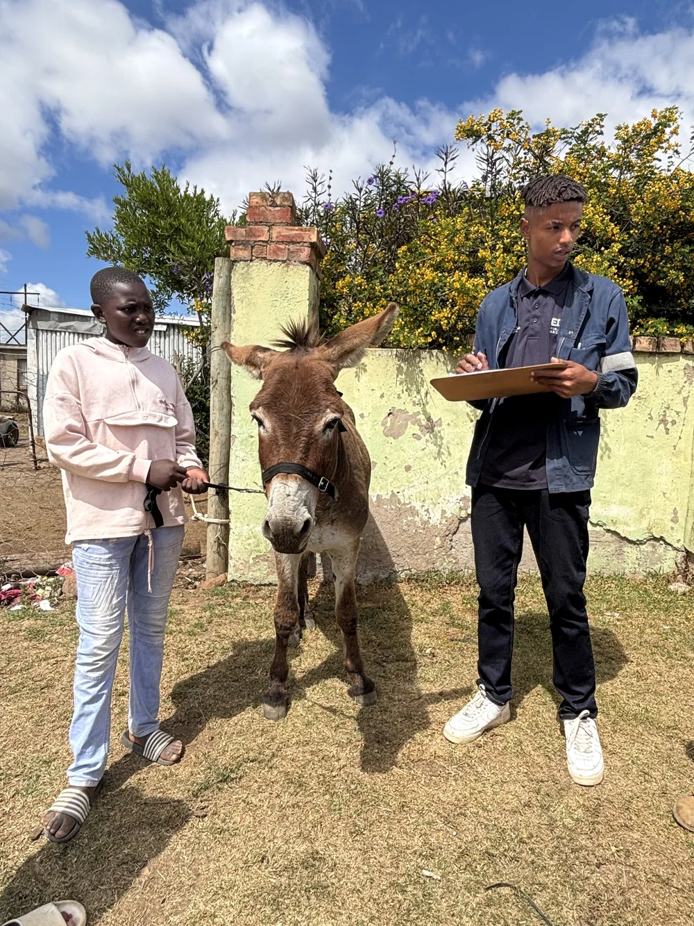 making great strides in working animal welfare in south africa — Animal ...