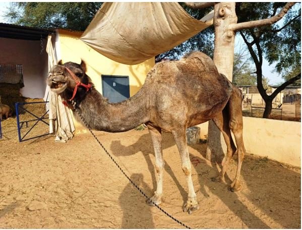Help in Suffering (HIS) Camel Rescue Centre (CRC), Jaipur, India -Meet ...