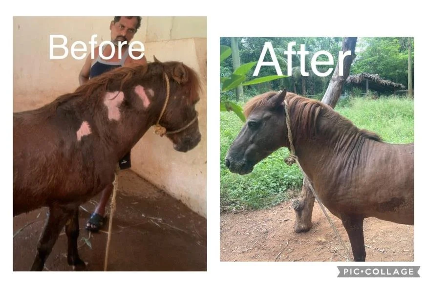 VSPCA Incredible Food Plan for Rescued Working Animals in India ...