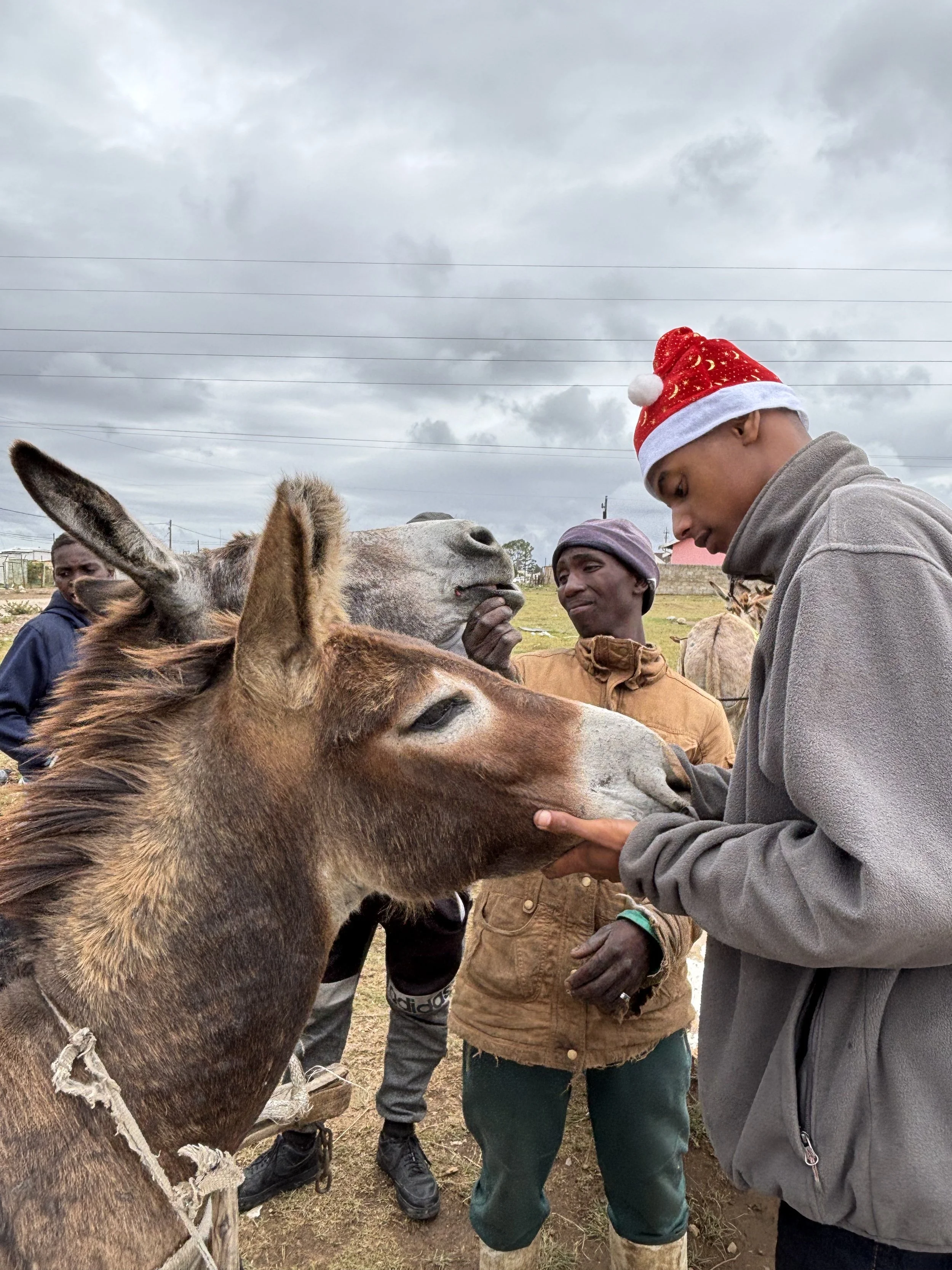 making great strides in working animal welfare in south africa — Animal ...