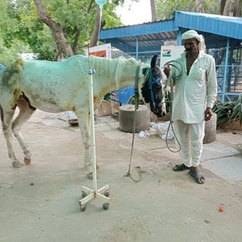 HIS Equine Care Quarterly Update - Life saving Treatment, Wound Care ...