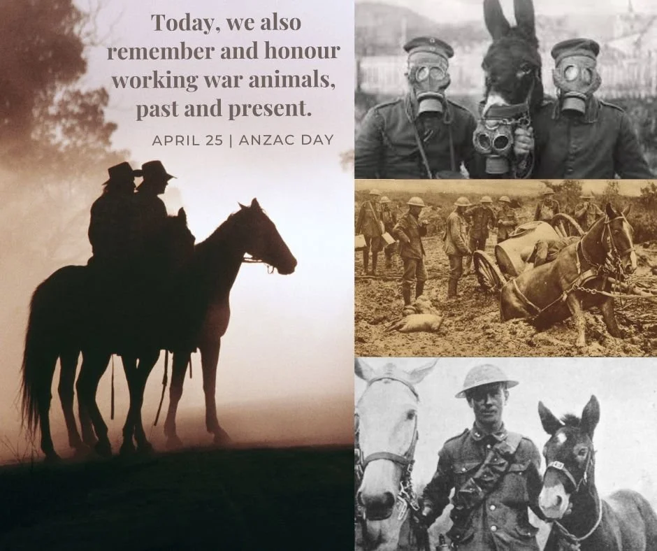 Today, we also remember and honour working war animals, past and ...