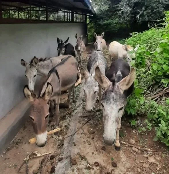 Rescued Donkeys Find Comfort and Safety in Indian Sanctuaries — Animal ...