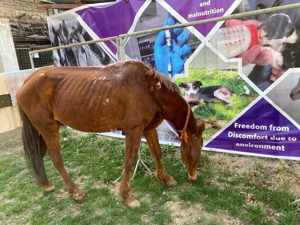 Nowzad Donkey and Equine Sanctuary in Kabul, Afghanistan, March Update ...