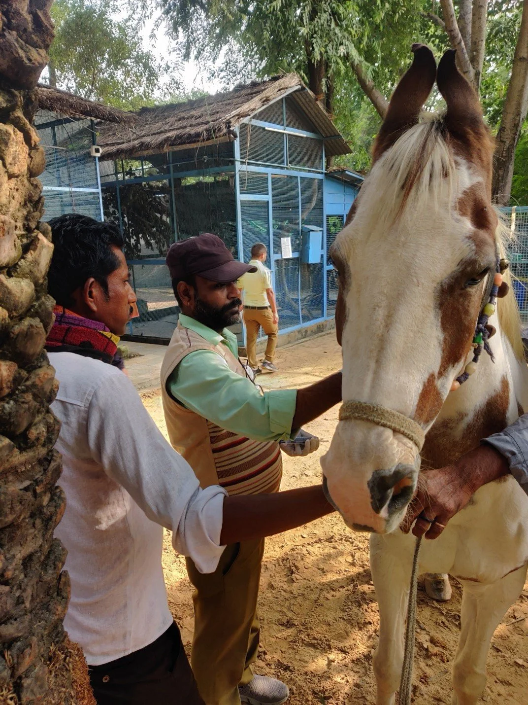 vet team alleviates suffering for working equines in india — Animal Aid ...