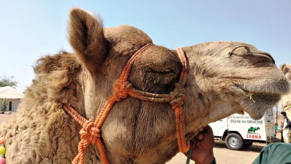 Camel Treatment Camp in the sand dunes of Jaisalmer, India - Help in ...