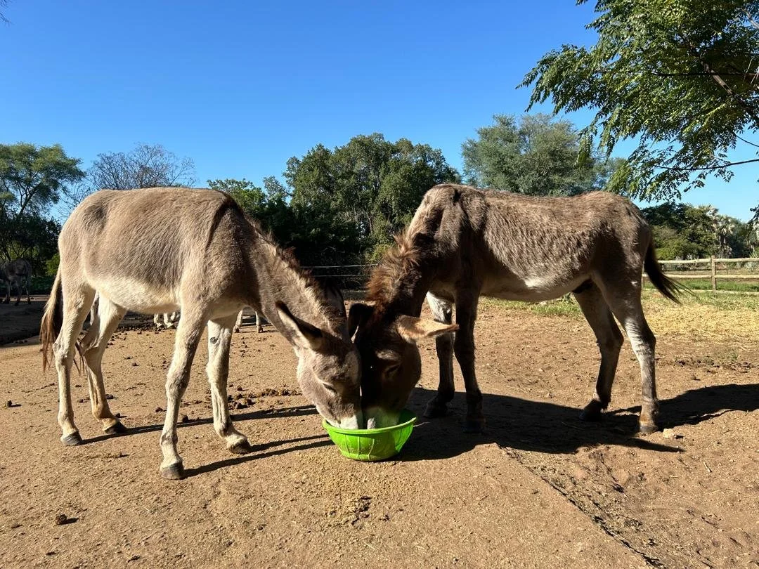 Zambezi Working Donkey Project Update - Balancing challenges for ...