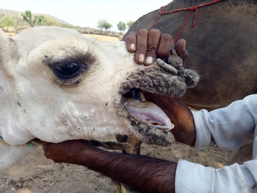 Camel Rescue Centre June Update — Animal Aid Abroad
