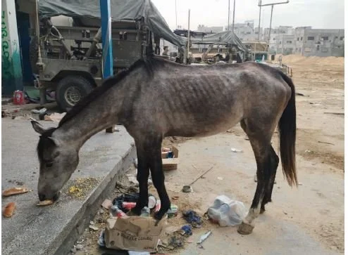Helping the Donkeys of Gaza — Animal Aid Abroad