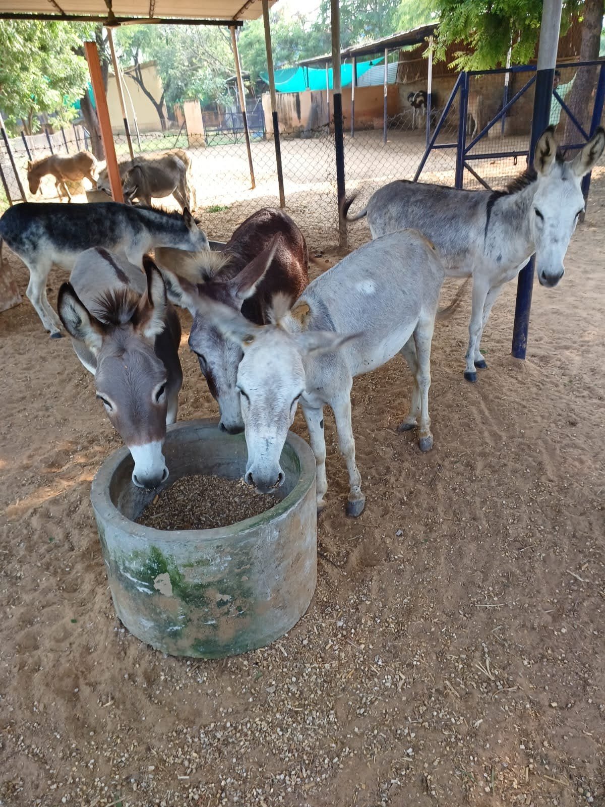 HIS Equine Care Quarterly Update - Life saving Treatment, Wound Care ...