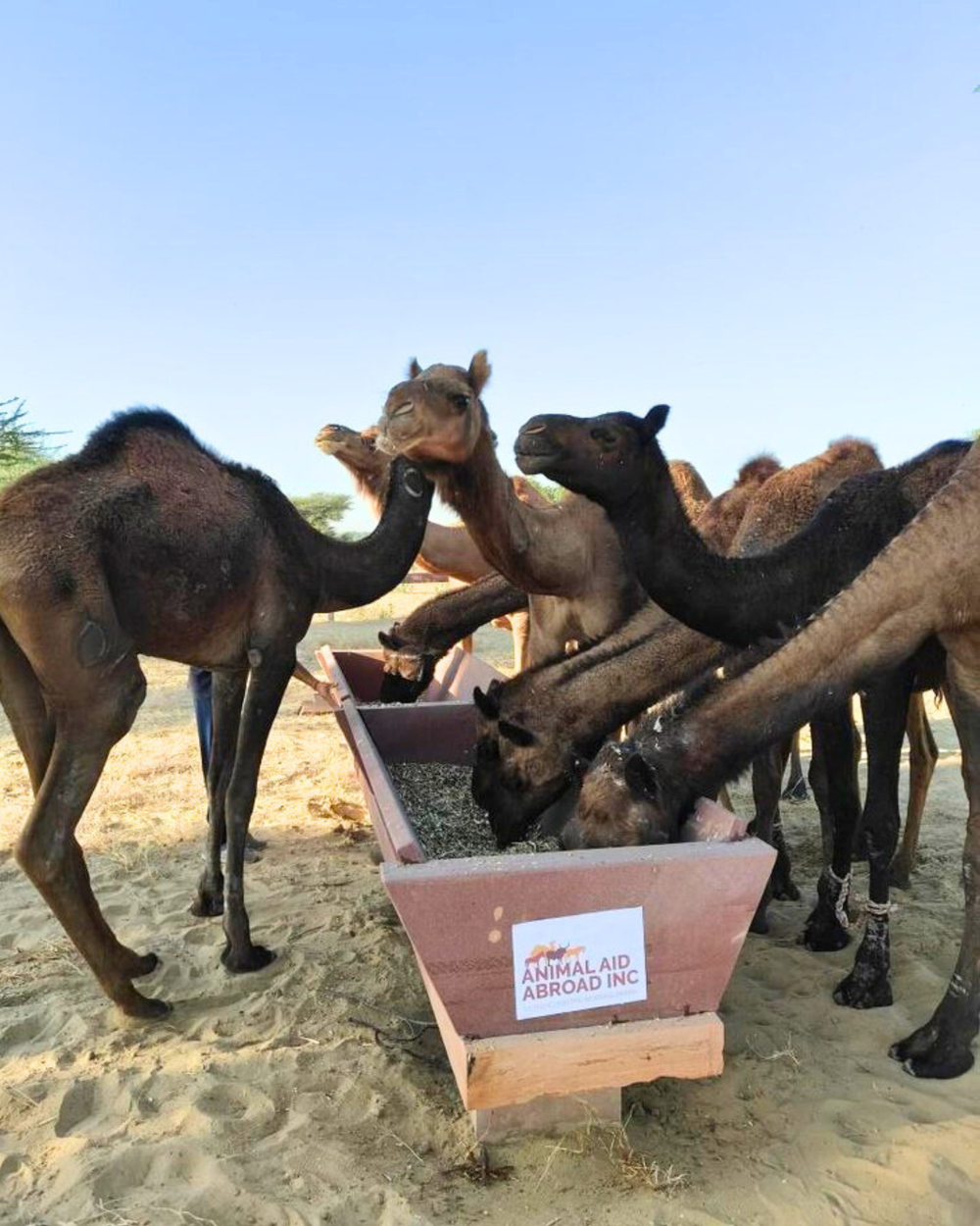 Animal Aid Abroad - Caring for the Working Animal Since 2007