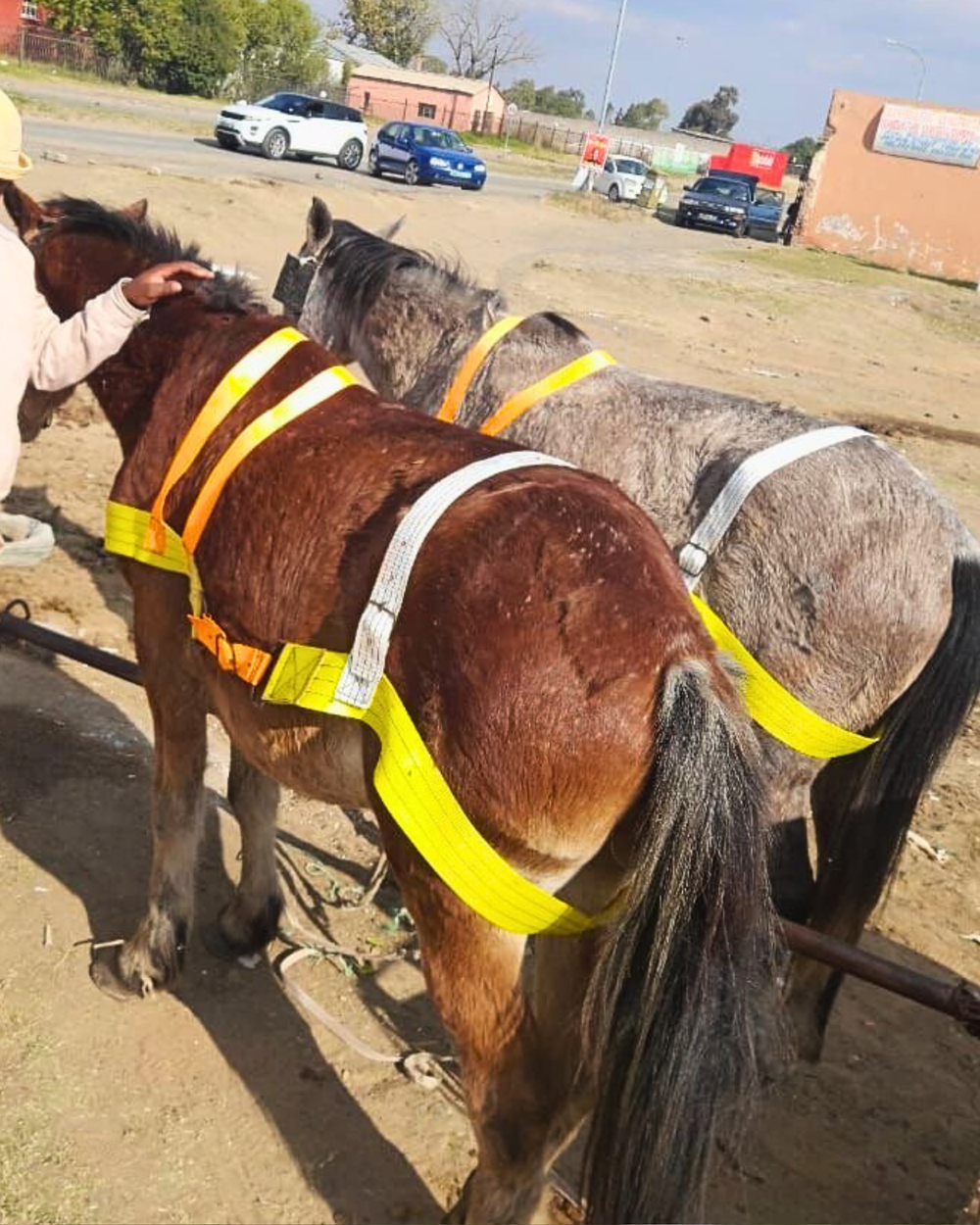 Animal Aid Abroad - Caring for the Working Animal Since 2007