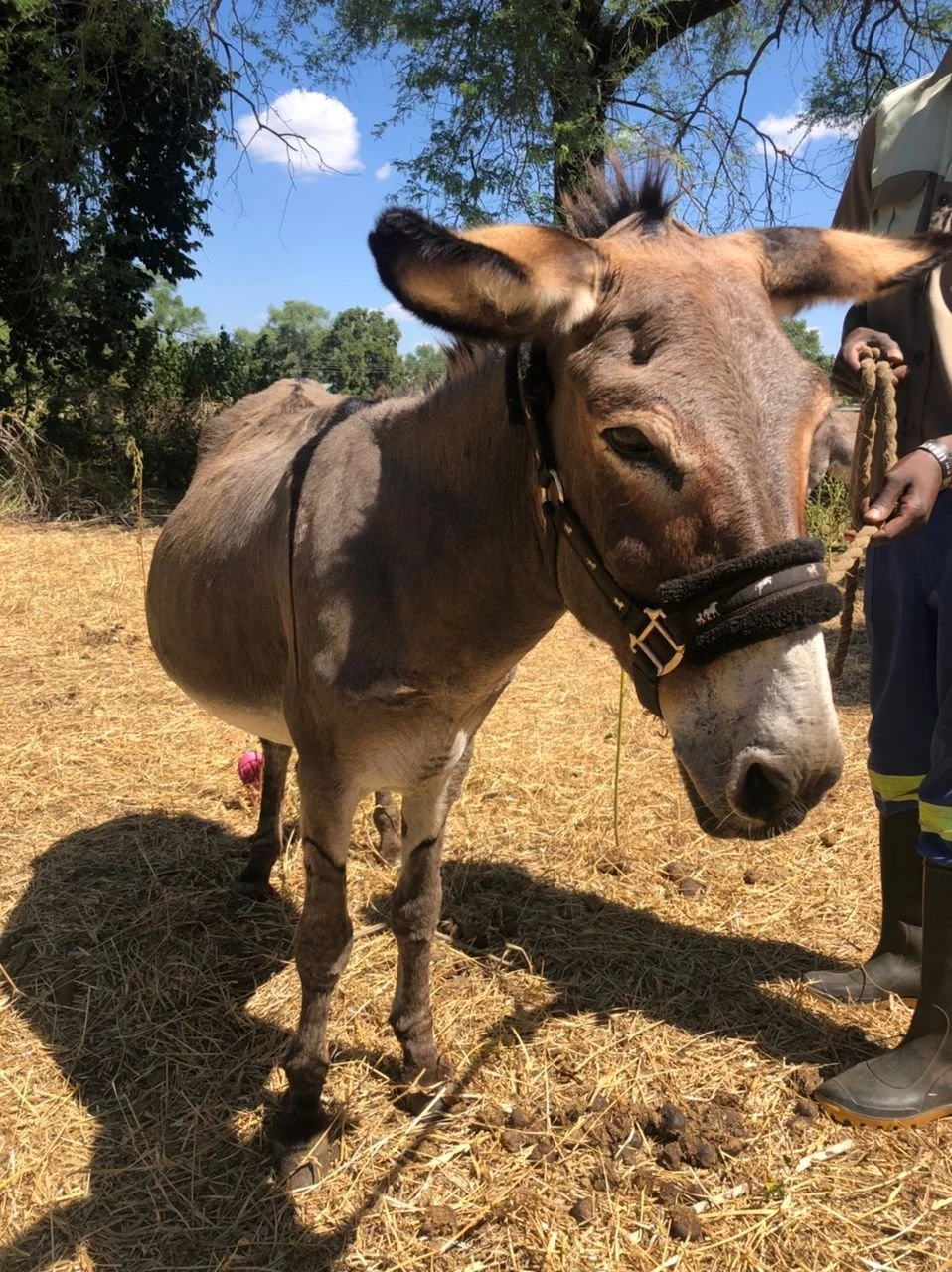 Rescue and rehousing of donkeys update - Zambezi Working Donkey Project ...