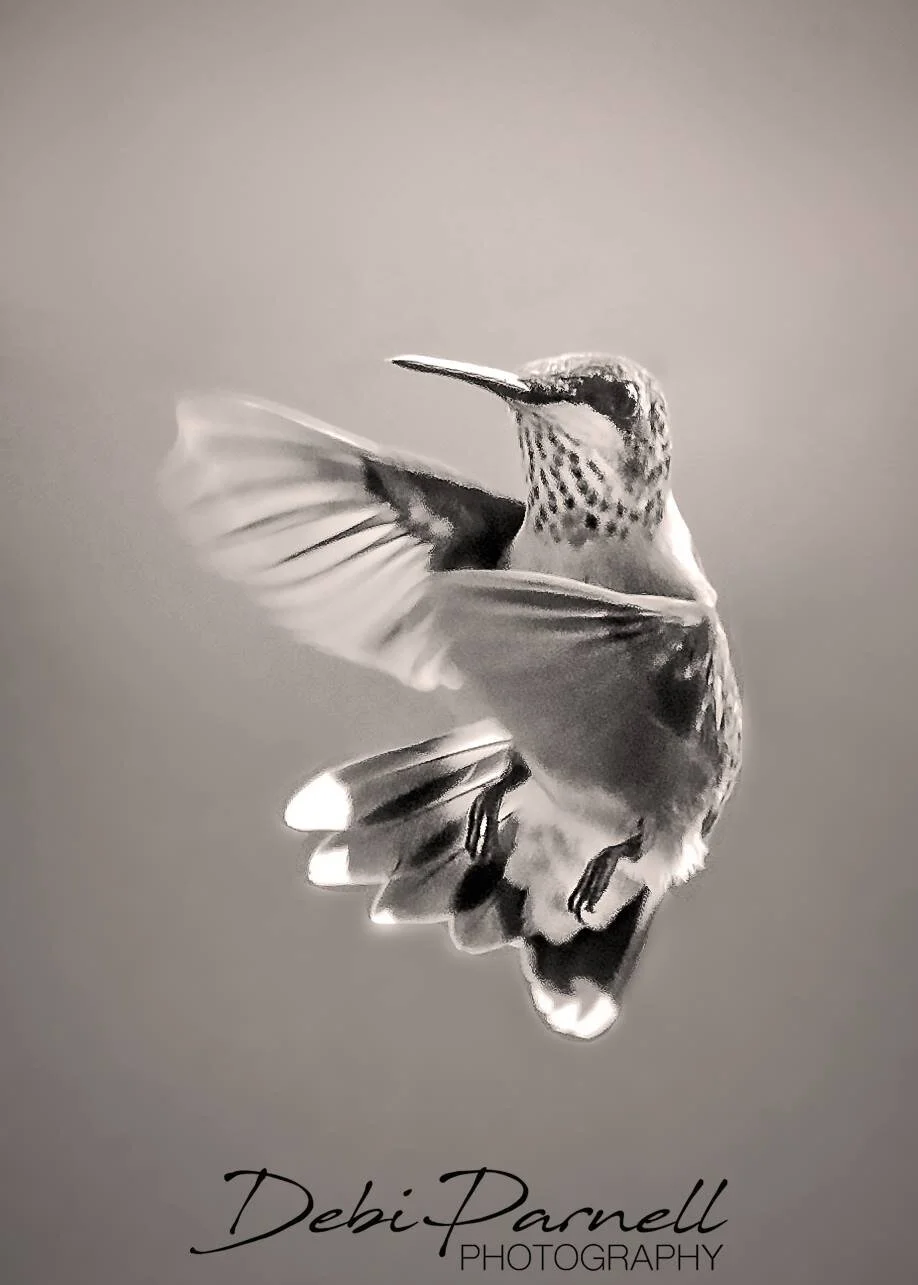 Hummingbird Photography Black And White