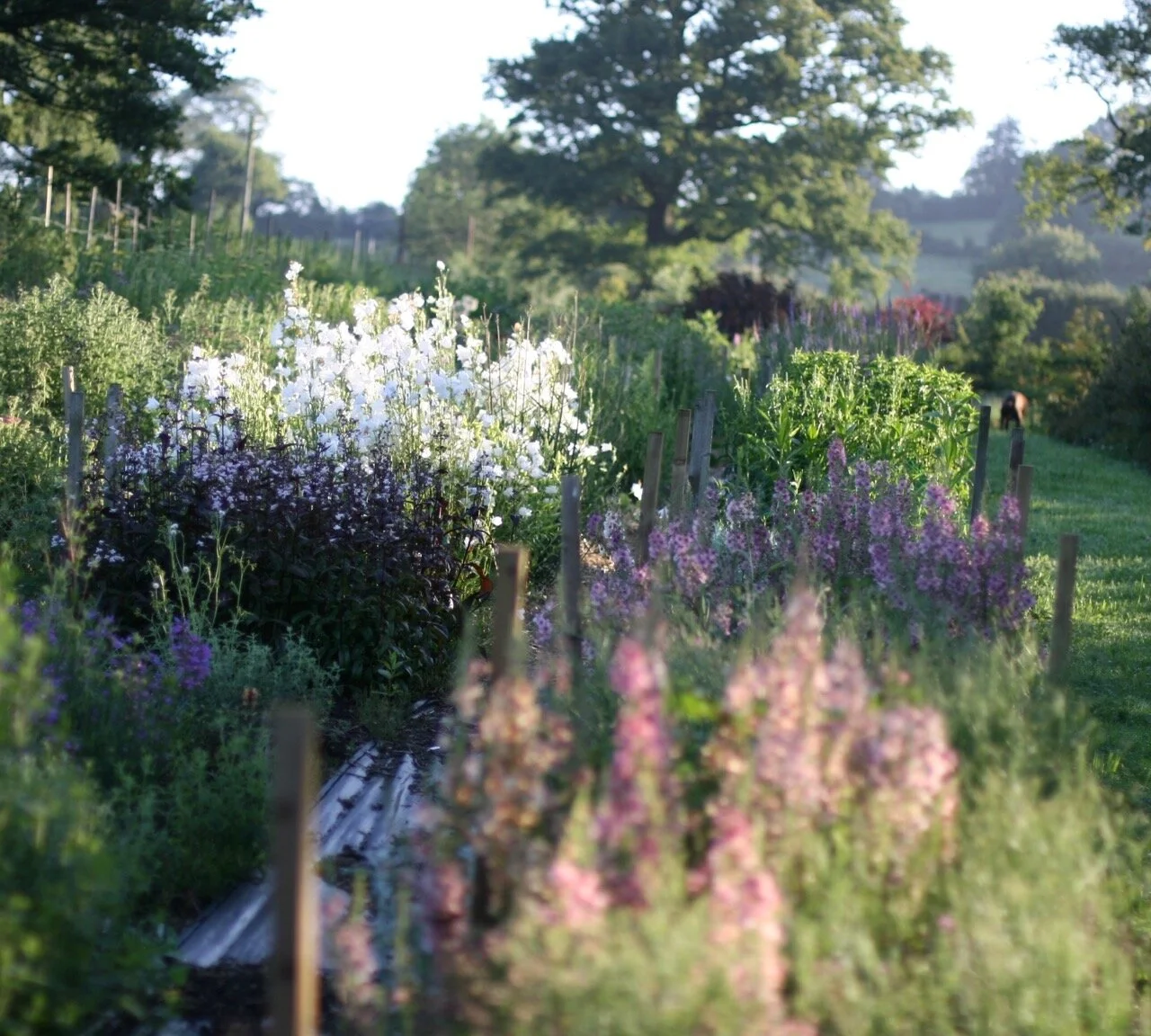 Workshops — Carol's Garden