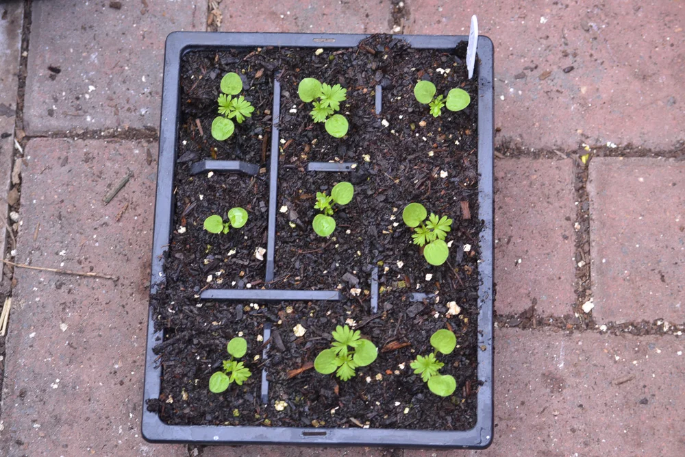 Delphinium Seedlings