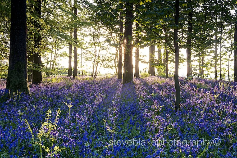 Steve Blake Photography - Home