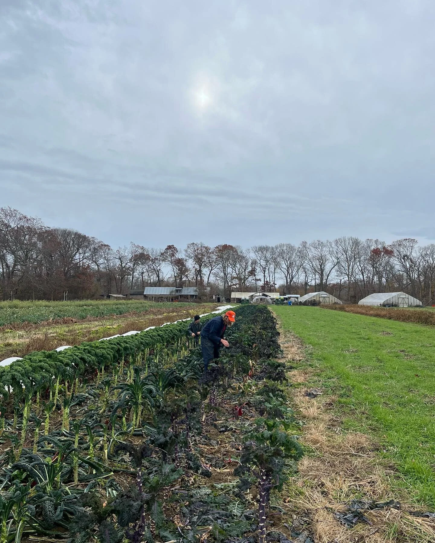 HOG Farm: Hamlet Organic Garden