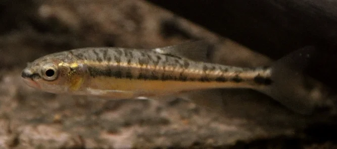 Researching New Water — Subarctic Angling