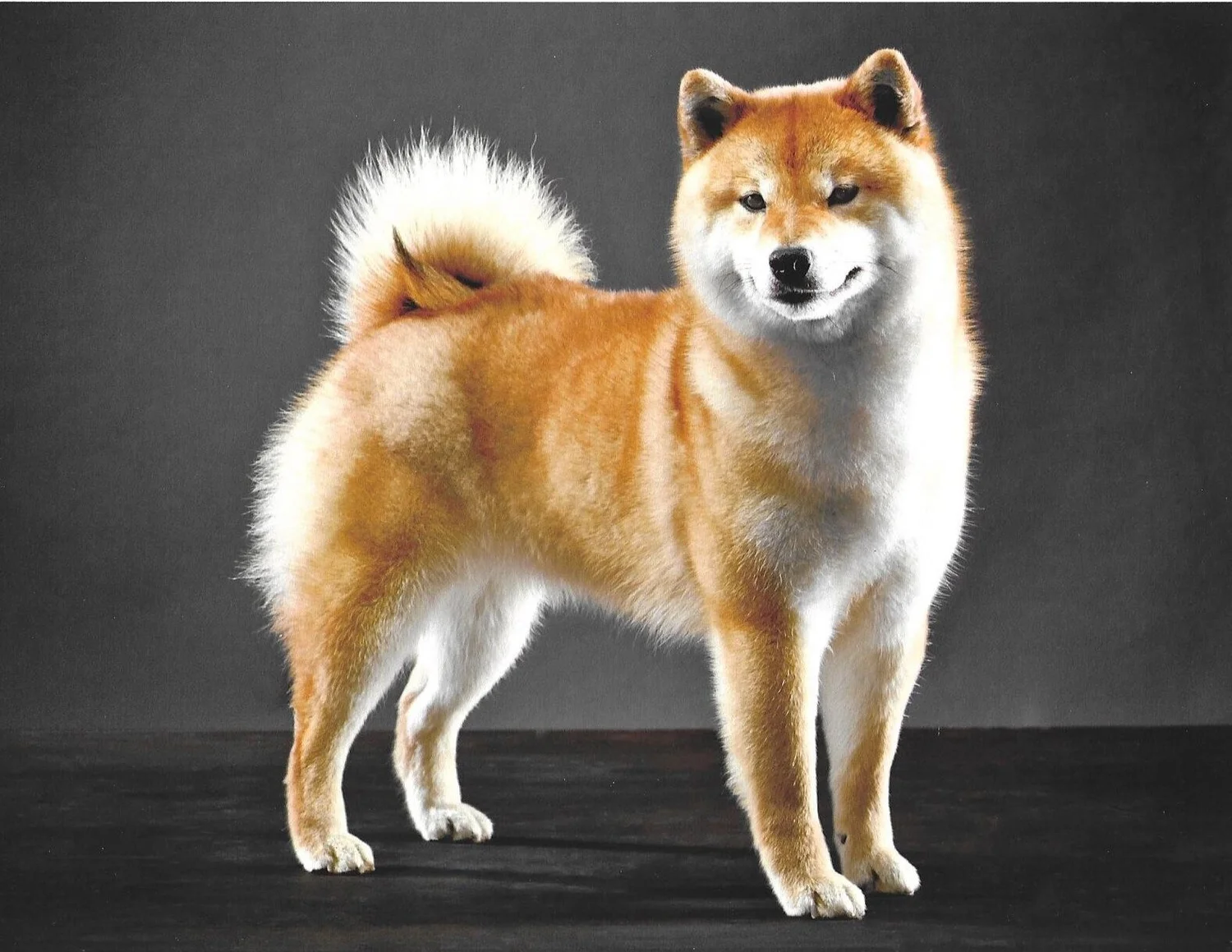 Royal Kennels