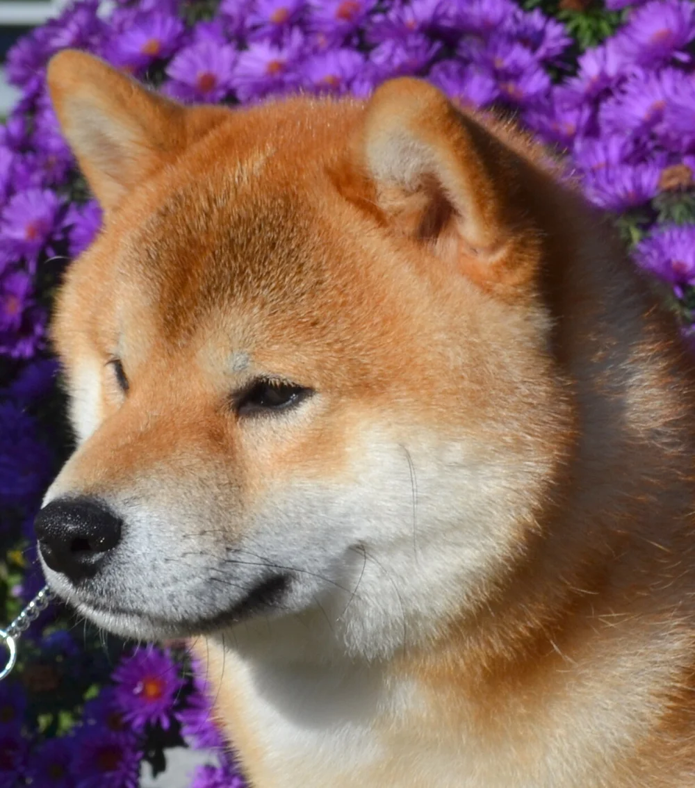 Prices & Contracts — Royal Kennels