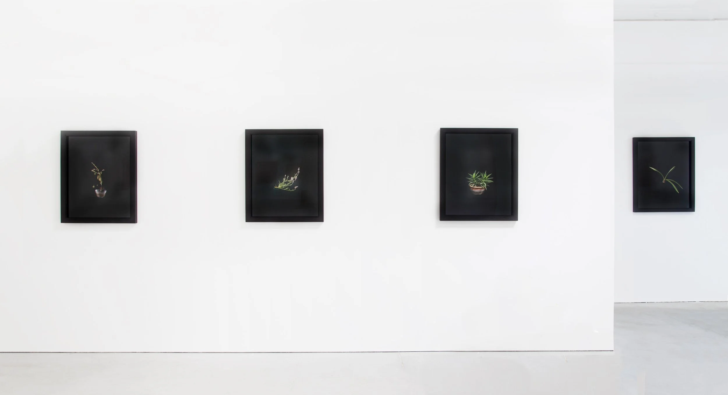 Houseplant Portraits — J. JOHN PRIOLA