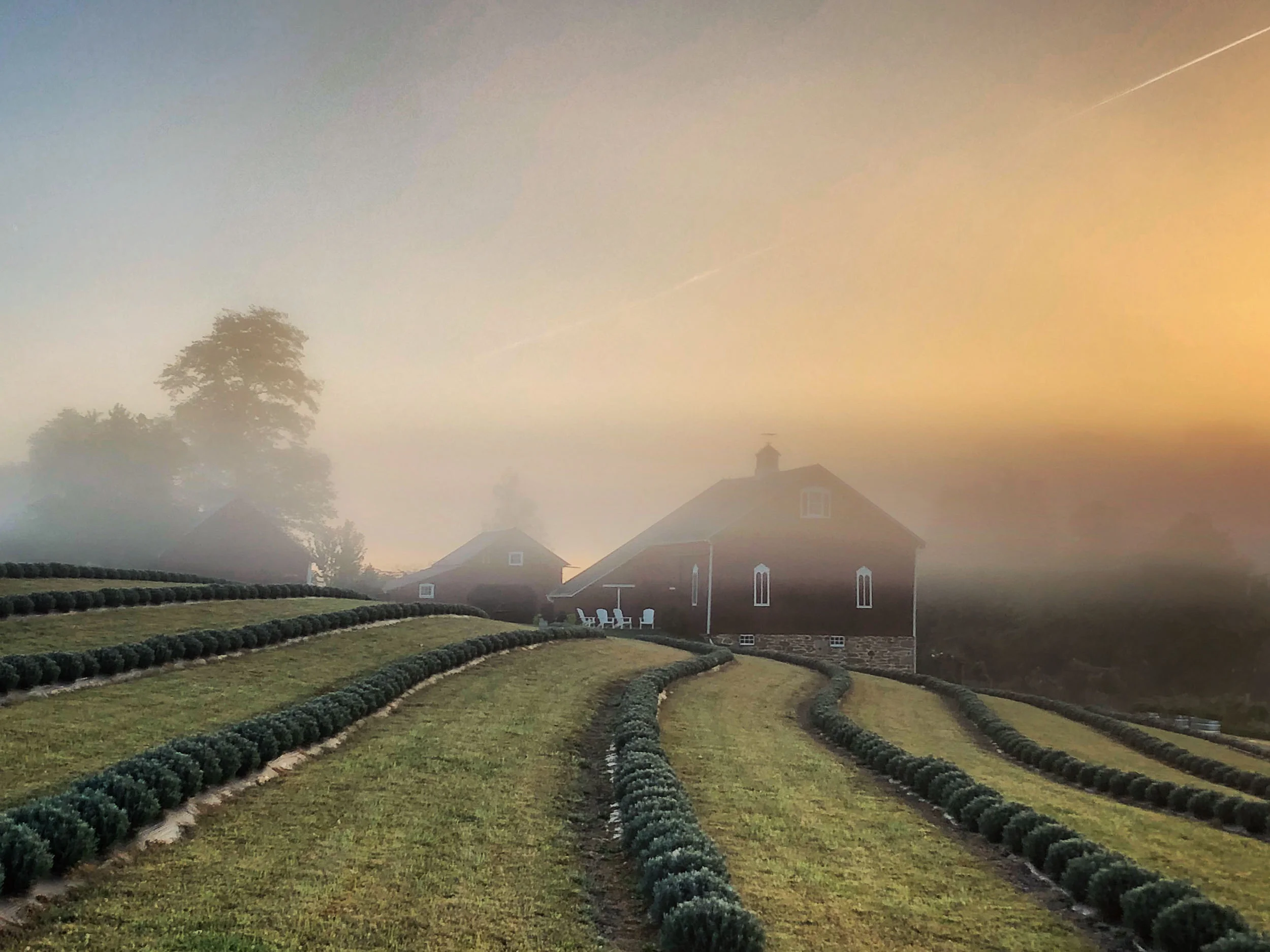 Gallery — Star Bright Farm