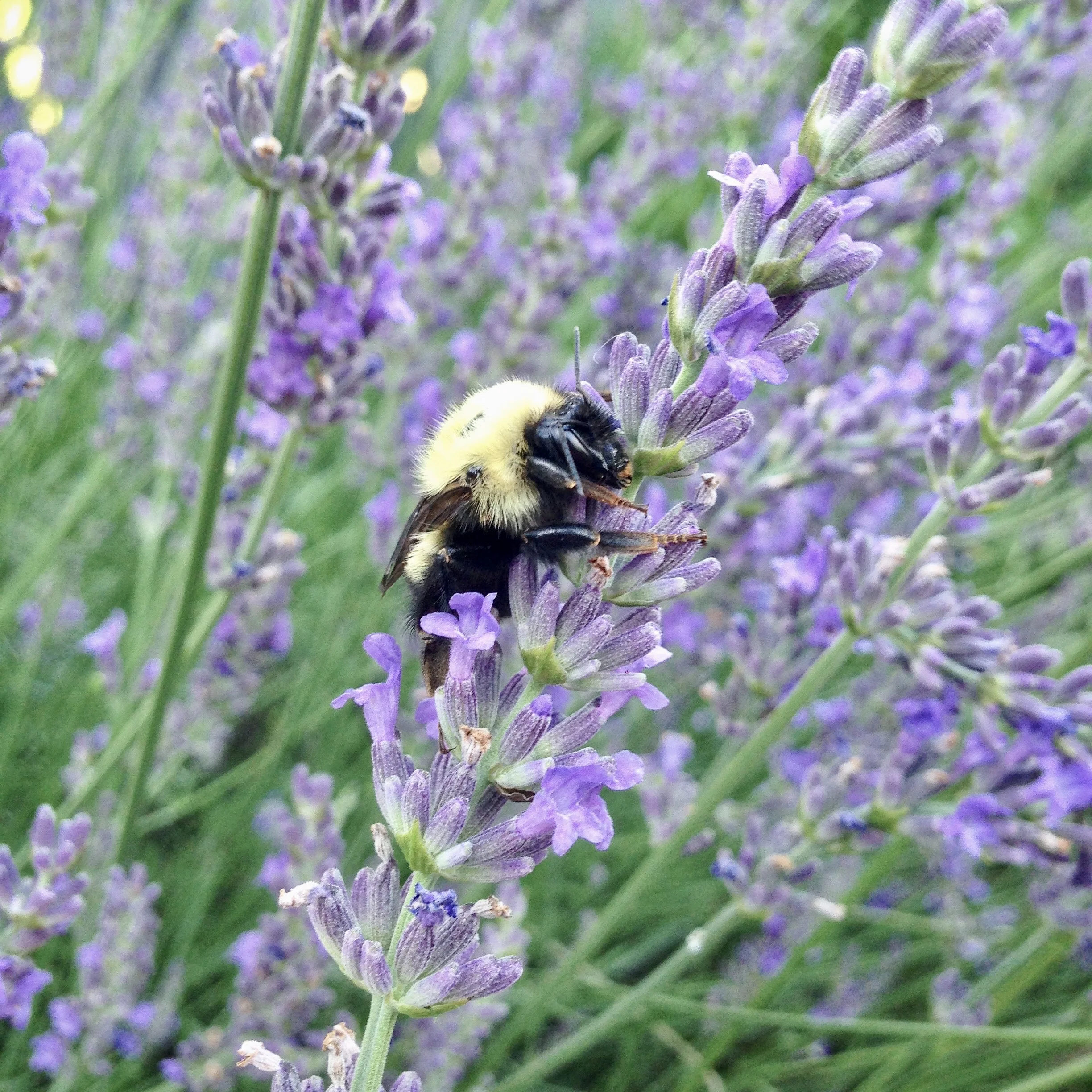 A Collaborative Nature — Star Bright Farm