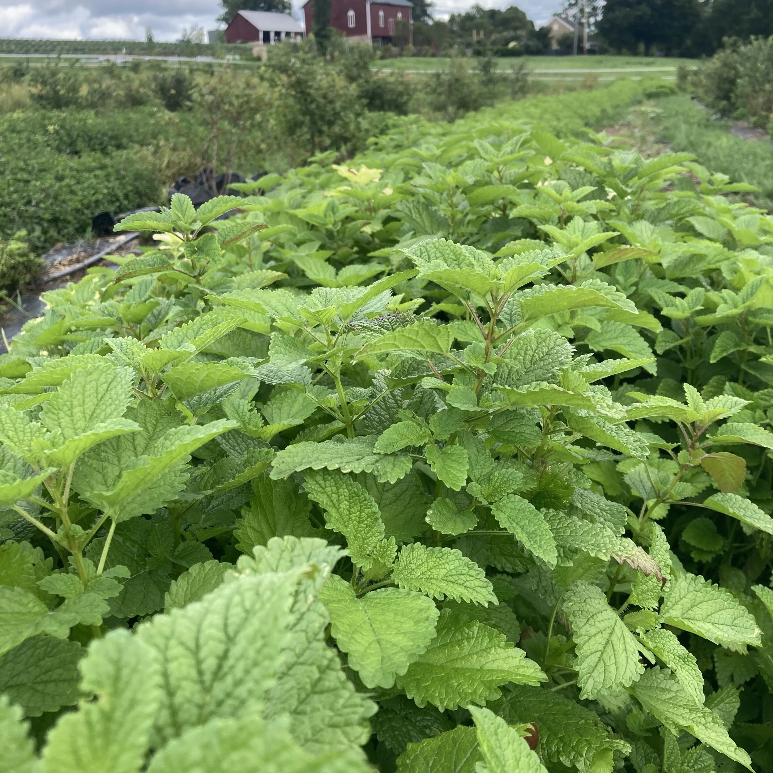Herb Profiles: Calendula and Lemon Balm — Star Bright Farm