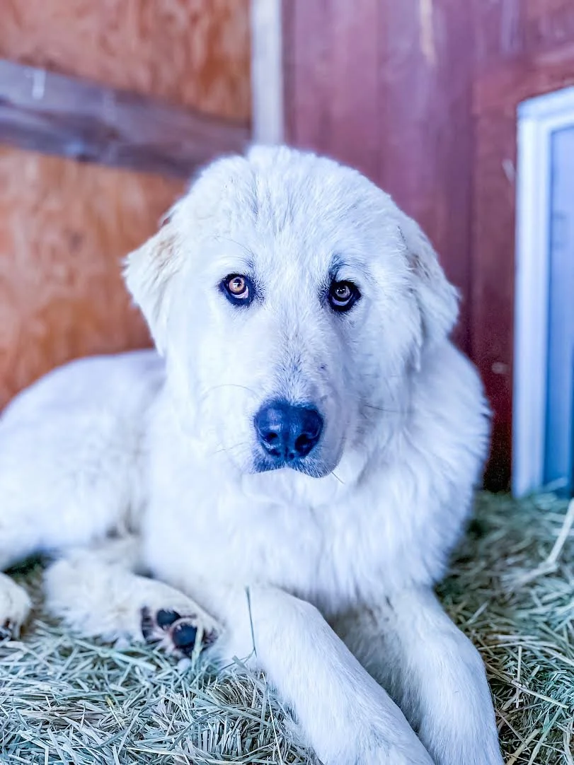 Breeding Dog Gallery — Colorado Mountain Dogs