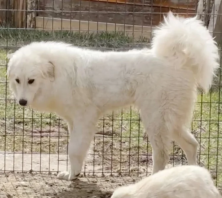 What is a Colorado Mountain Dog/Caspian Mountain Dog? — Colorado ...